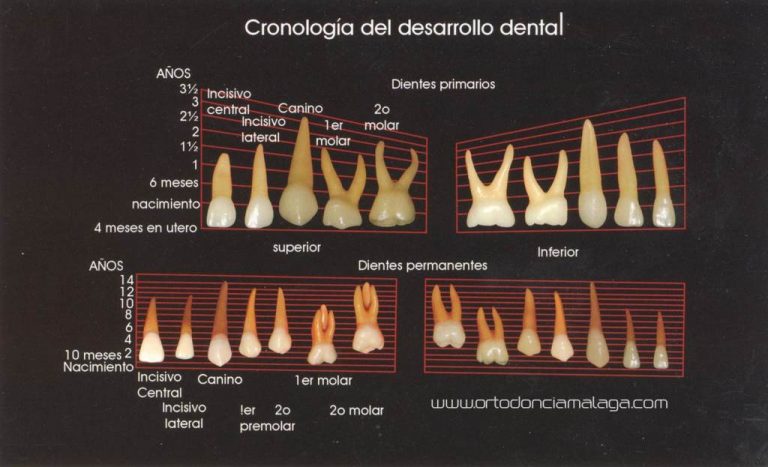 Cronologia de la erupcion dental | Ortodoncia Málaga - Dr. Manuel Román